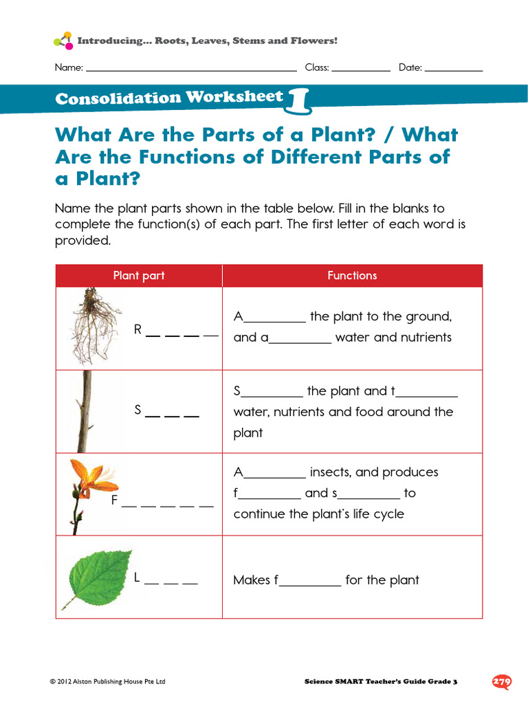 Plants Worksheet For Grade 3