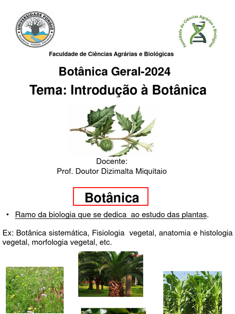 Botanica Geral Revisao 1 - Anatomia Vegetal | PDF | Raiz | Latido