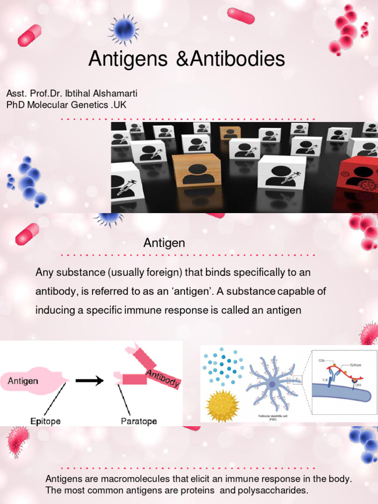 Microbiology II 2 (Antigens &Antibodies) | PDF | Immunoglobulin G | Antibody