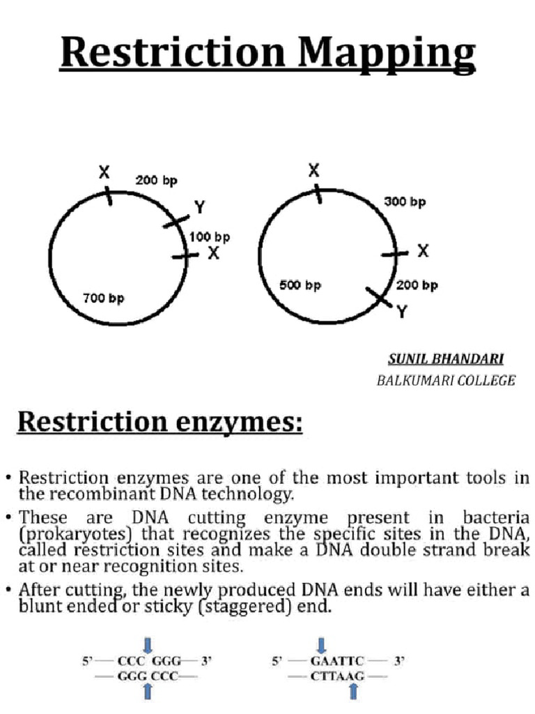 Restriction Mapping | PDF
