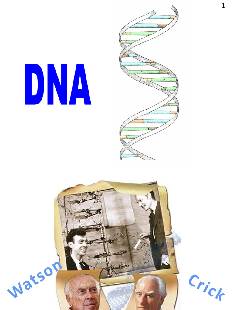 Module 1 Biochemistry of the DNA | PDF | Dna | Nucleotides
