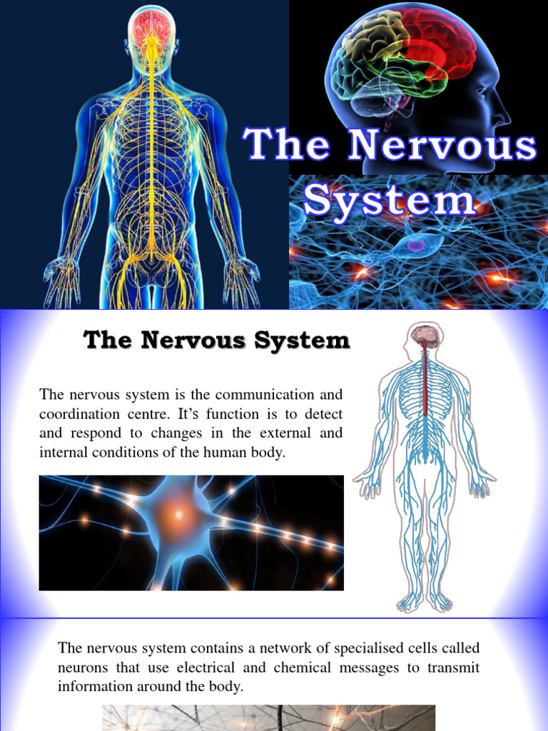 Nervous System | PDF