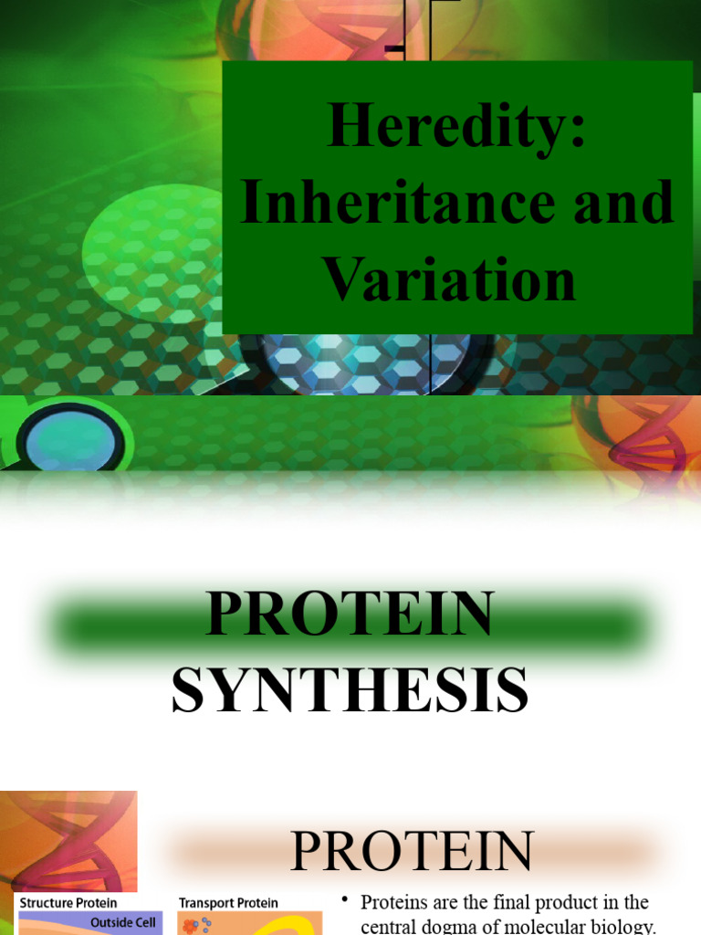 3 5 4 Heredity and Inheritance (Protein Synthesis) | PDF | Translation ...