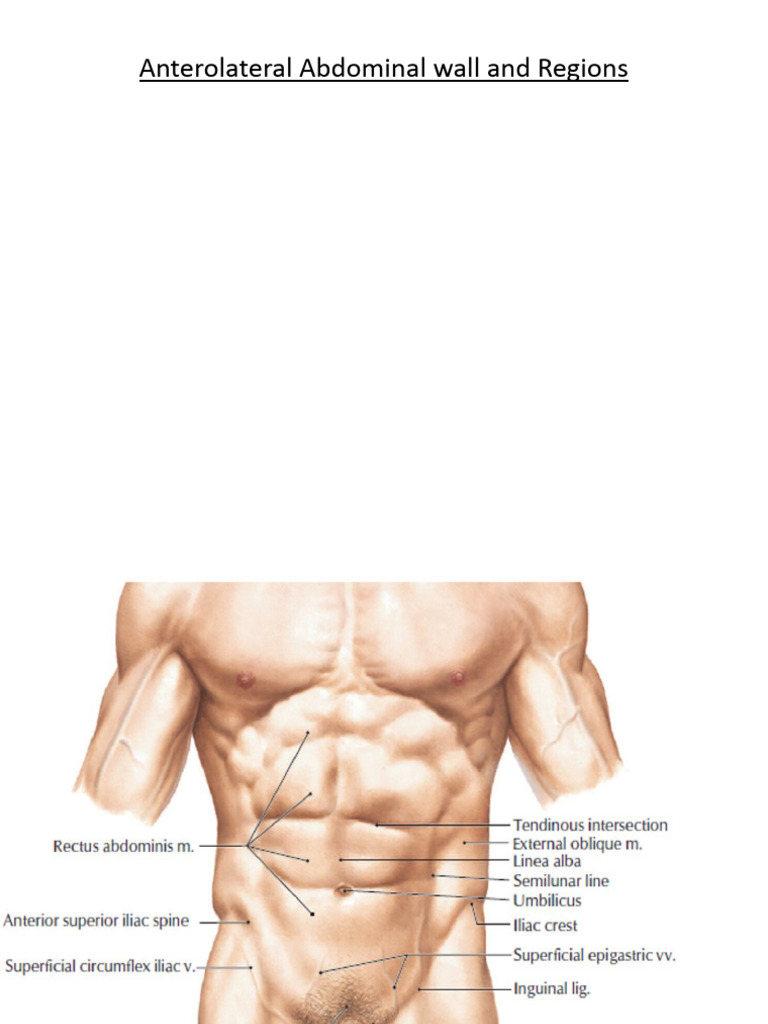 Anterolateral Abdominal Wall and Reg2 | PDF | Abdomen | Anatomy