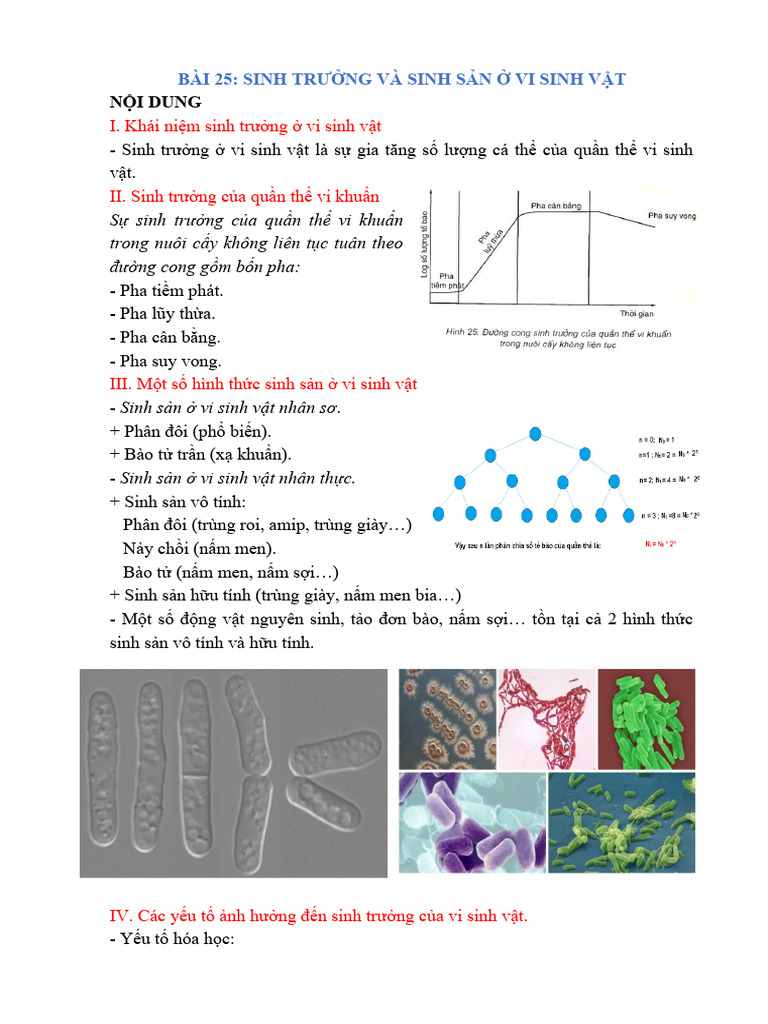 Bài 25 Sinh Trư NG Và Sinh S N VSV | PDF
