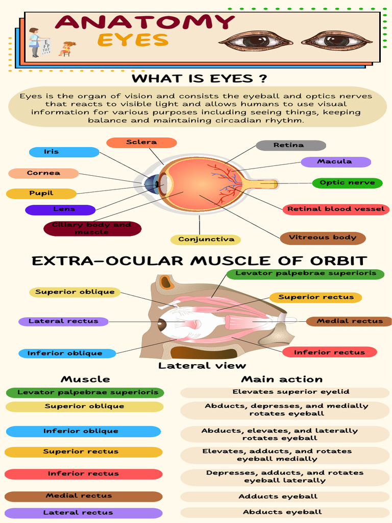 Infographic of Eye Anatomy | Download Free PDF | Human Eye | Vision
