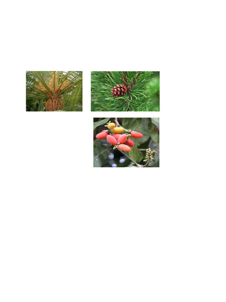 Aaab | PDF