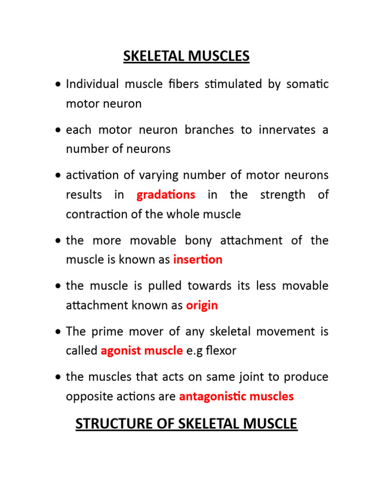 Skeletal Muscles | PDF | Muscle Contraction | Soft Tissue