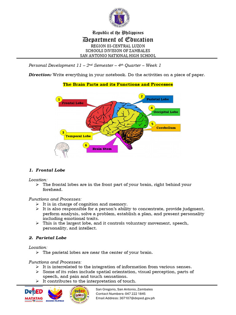 Week 1 Per Dev Brain Functions and Process | PDF | Lateralization Of ...