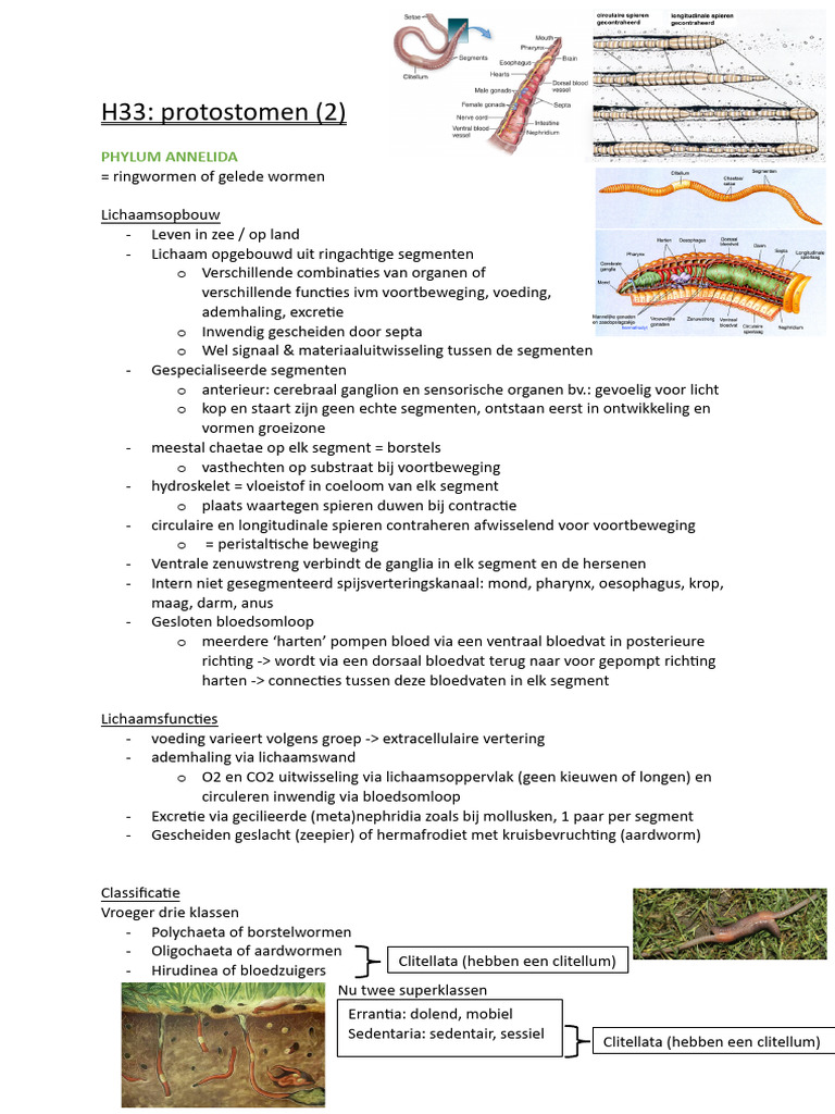 H33: Protostomen (2) : Phylum Annelida | PDF