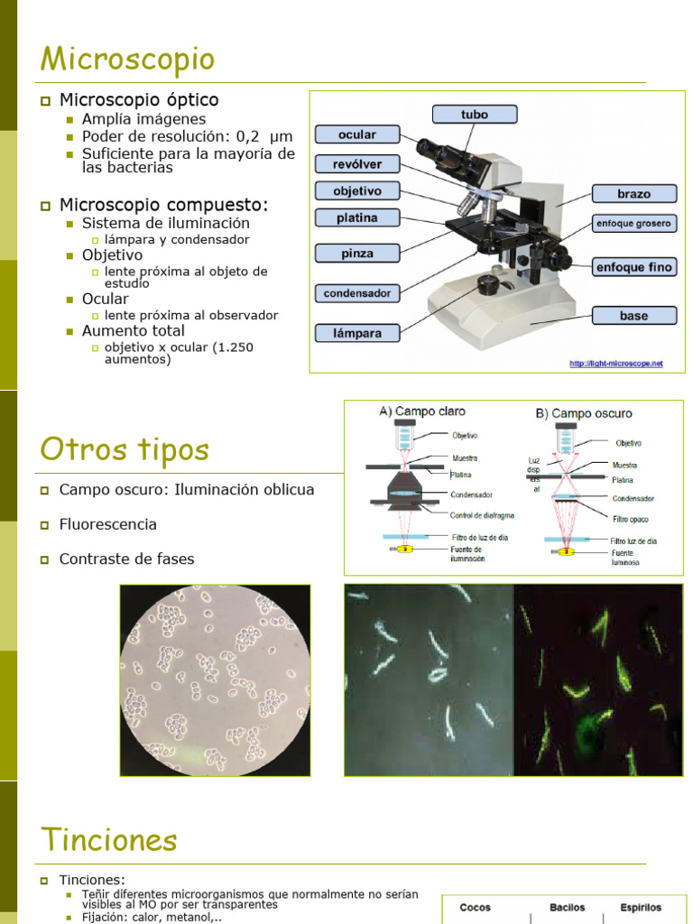 Laboratorio 2 Tinciones y Cultivo | Descargar gratis PDF | Tinción ...