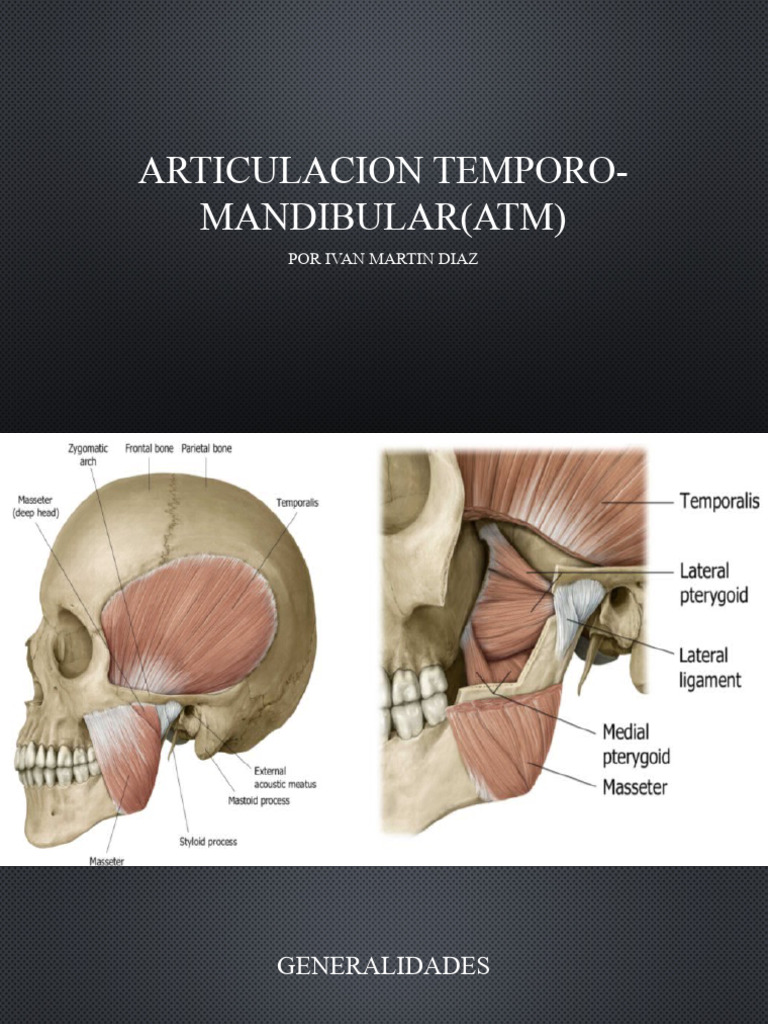 Articulacion Temporo-Mandibular (Atm) : Por Ivan Martin Diaz | PDF ...
