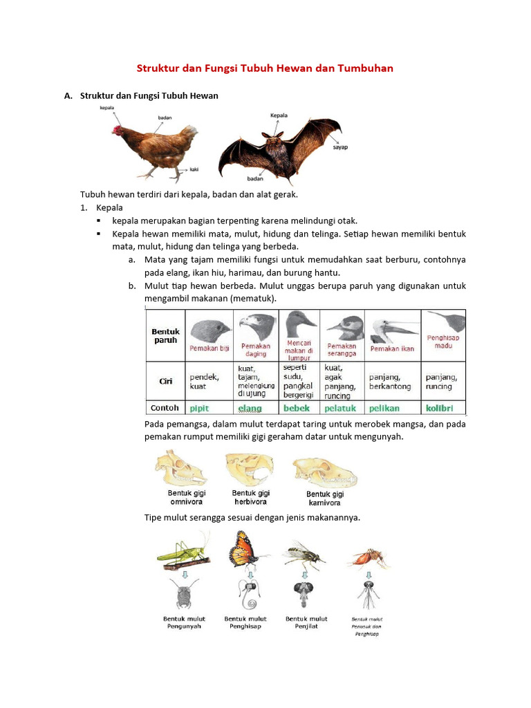 Struktur dan Fungsi Tubuh Hewan | PDF