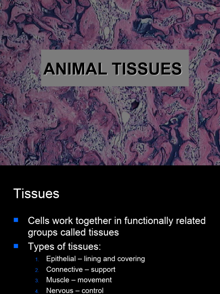 Overview of Animal Tissues Types | PDF | Epithelium | Tissue (Biology)