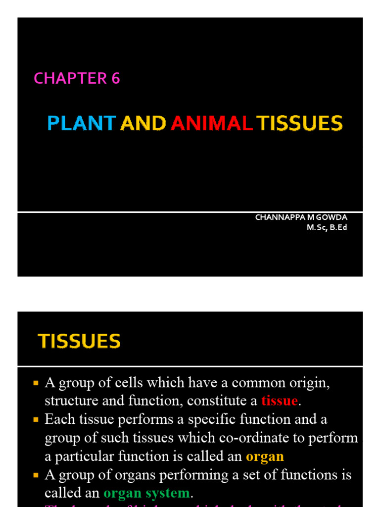 Plants and Animal Tissue | PDF | Tissue (Biology) | Plants