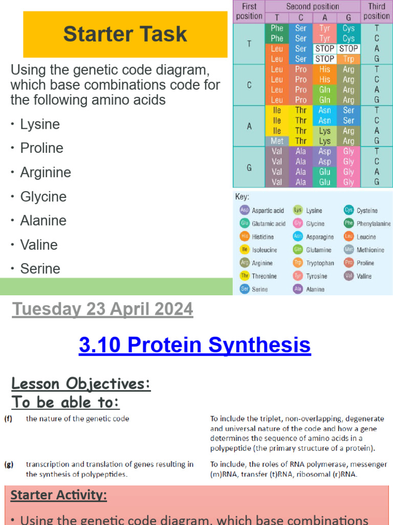 3.10 Protein-Synthesis | PDF | Translation (Biology) | Messenger Rna