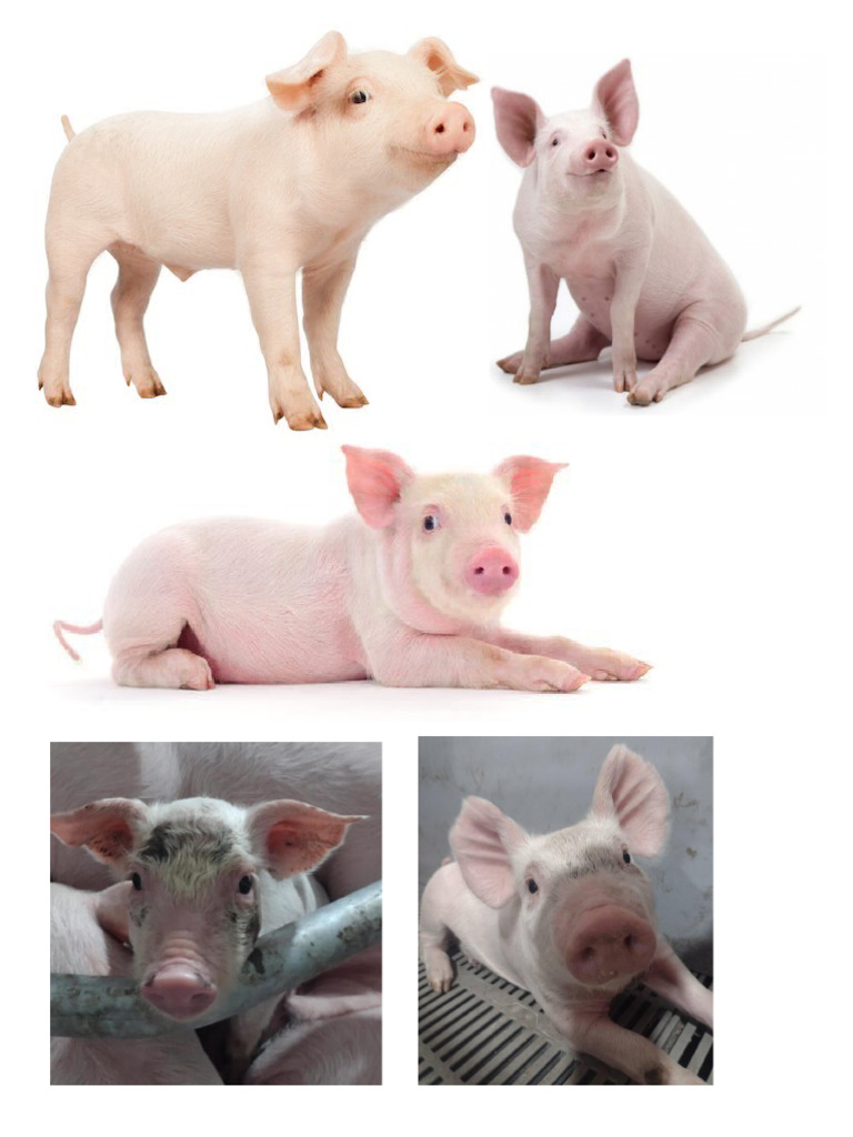 Stickers Cerdos | PDF