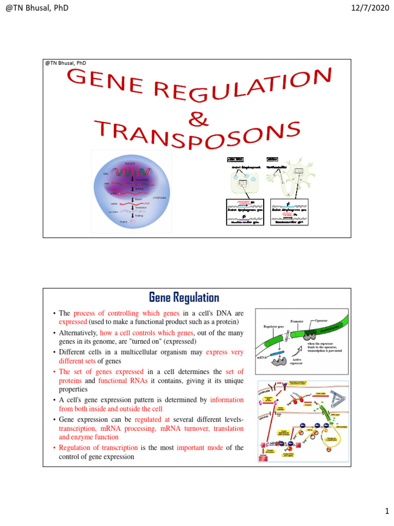 Gene Regulation, Transposon N Genetic Variation | PDF | Transposable ...
