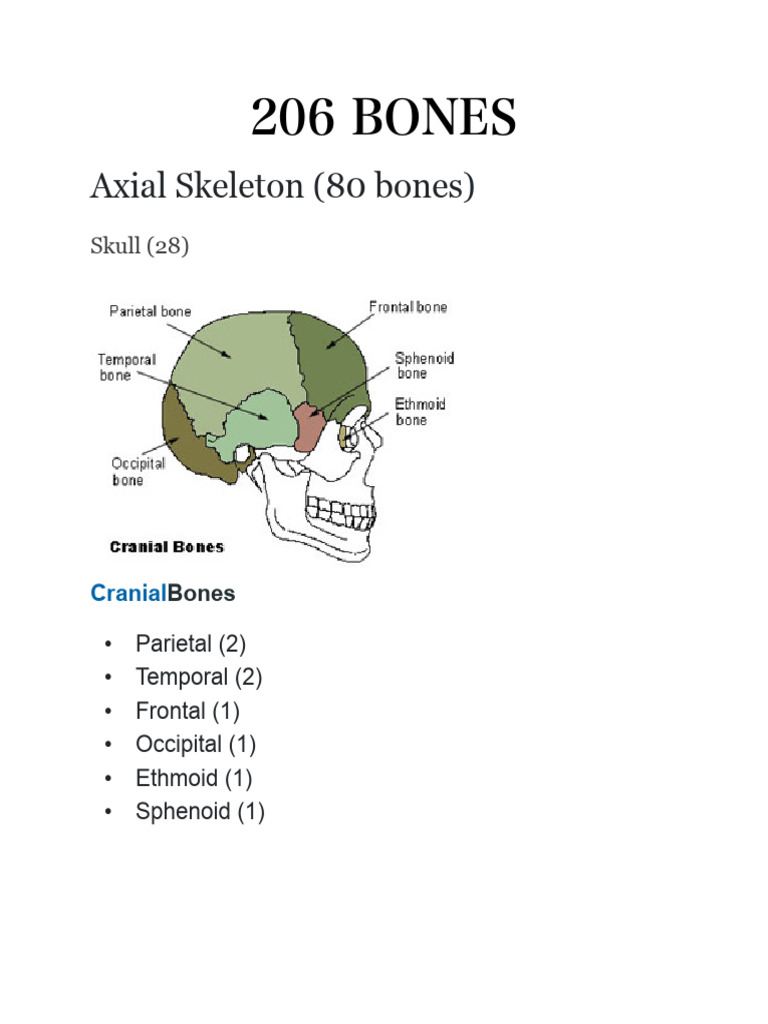 Overview of the 206 Human Bones | PDF