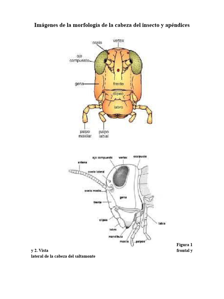 Imágenes de La Morfología de La Cabeza Del Insecto y Apéndices | PDF