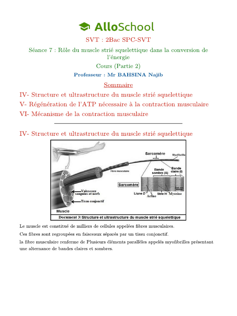 Seance 7 Role Du Muscle Strie Squelettique Dans La Conversion de L Energie Cours Partie 2 | PDF