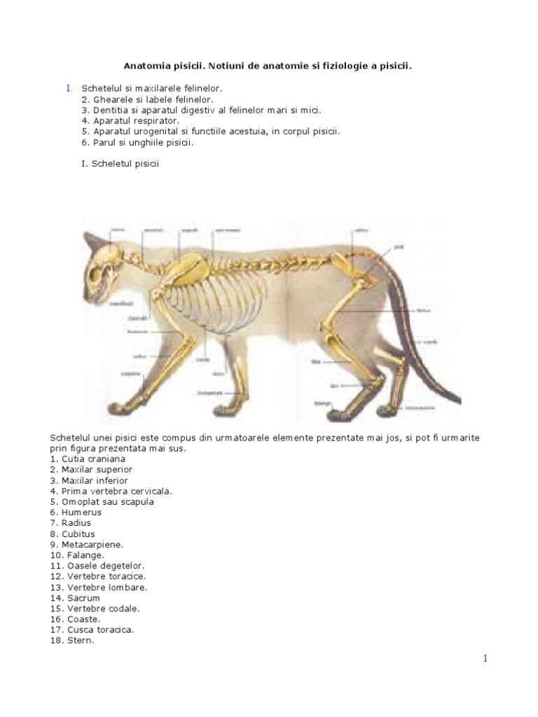 Anatomia Pisicii | PDF