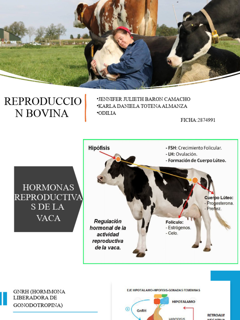Reproduccion Bovina | PDF | Vacas | Reproducción