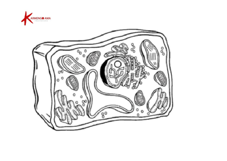 Landare Zelula | PDF