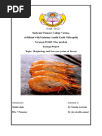 Gundhi Bug Zoo | PDF | Rice | Insects