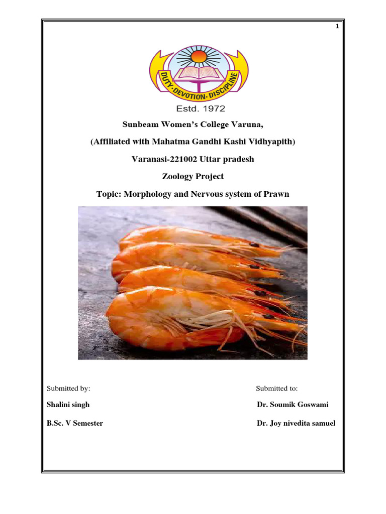 Prawn | Download Free PDF | Arthropods | Anatomy