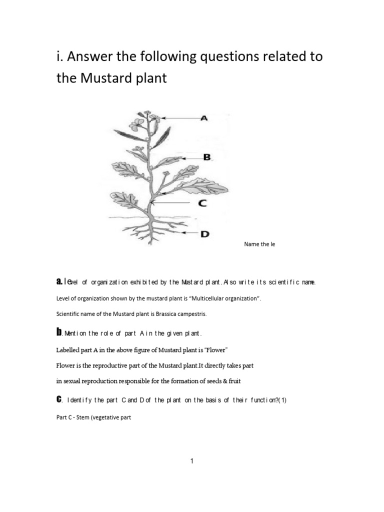 Bio Sample Paper | Download Free PDF | Atrium (Heart) | Ventricle (Heart)