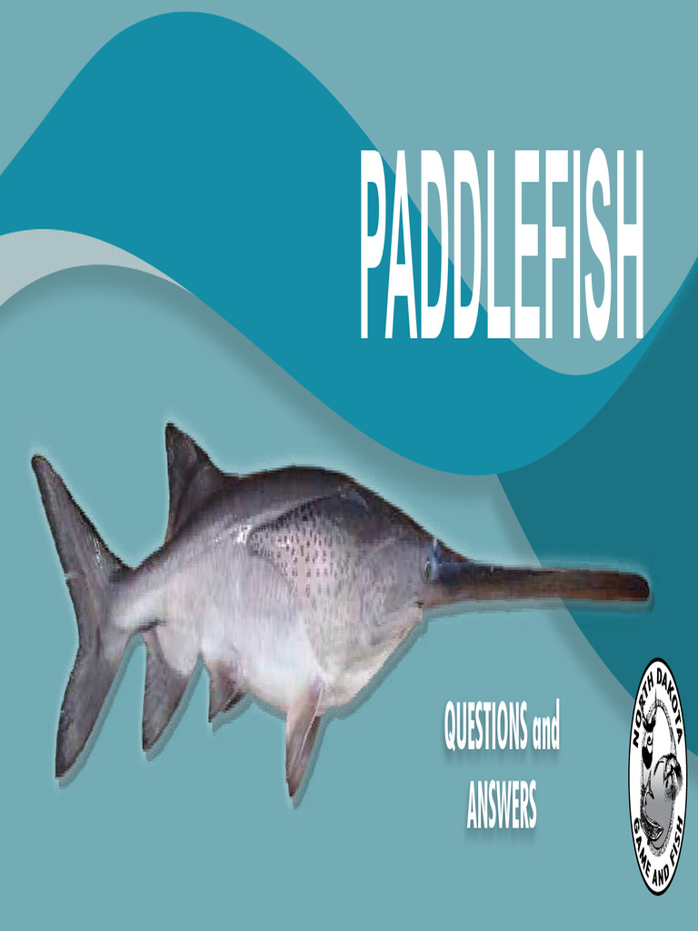 Paddlefish Brochure 2019 | PDF | Missouri River | Spawn (Biology)