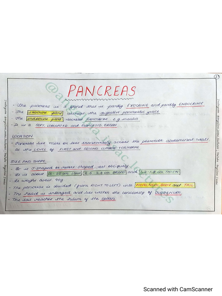 Pancreas | PDF