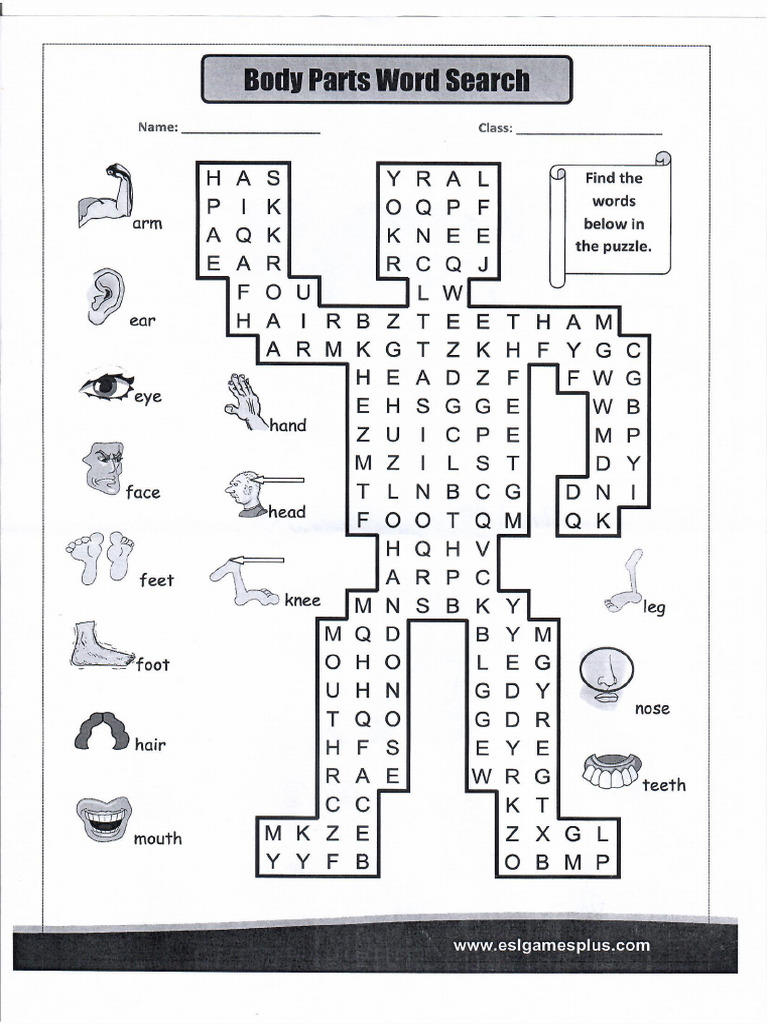 Body Wordsearch Easy | PDF