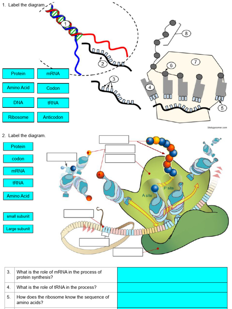 Label Transcription and Translation | PDF | Science & Mathematics