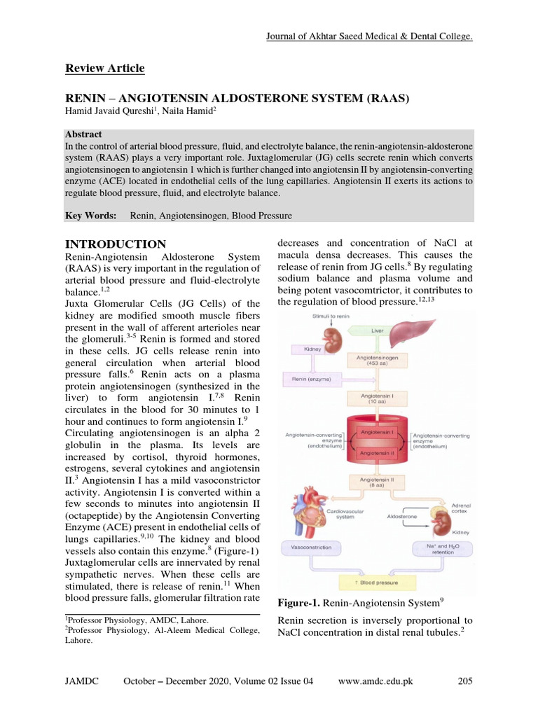 Renin - Angiotensin Aldosterone System Raas | PDF | Angiotensin ...