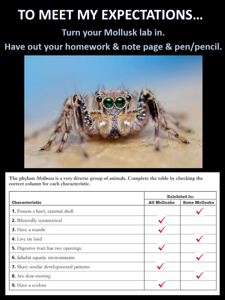 Lesson 2C - Invertebrata - A, A, E | PDF | Insects | Arthropods