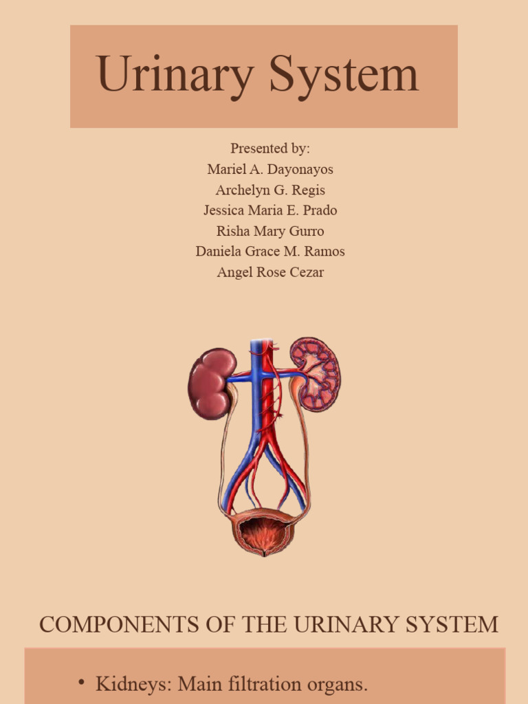 What Is Urinary System | PDF | Kidney | Urinary System