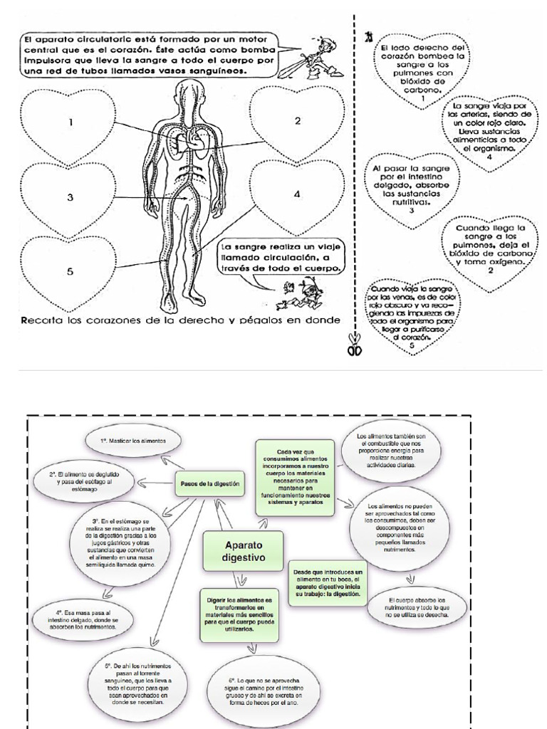 Aparato Circulatorio | PDF