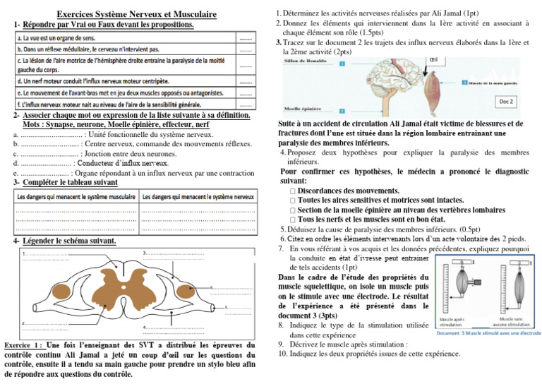 Exercices Système Nerveux Et Musculaire | PDF | Système nerveux | Muscle