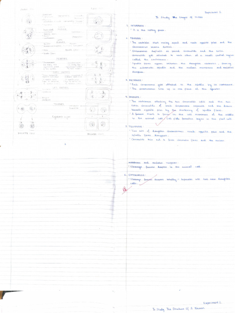 Grade 10 Biology Practical Work 24-25 | PDF | Endocrine System | Human Anatomy