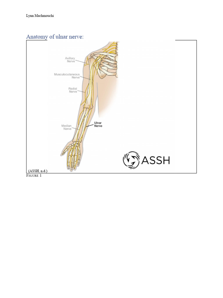 Anatomy of Ulnar Nerve | PDF | Thumb | Hand