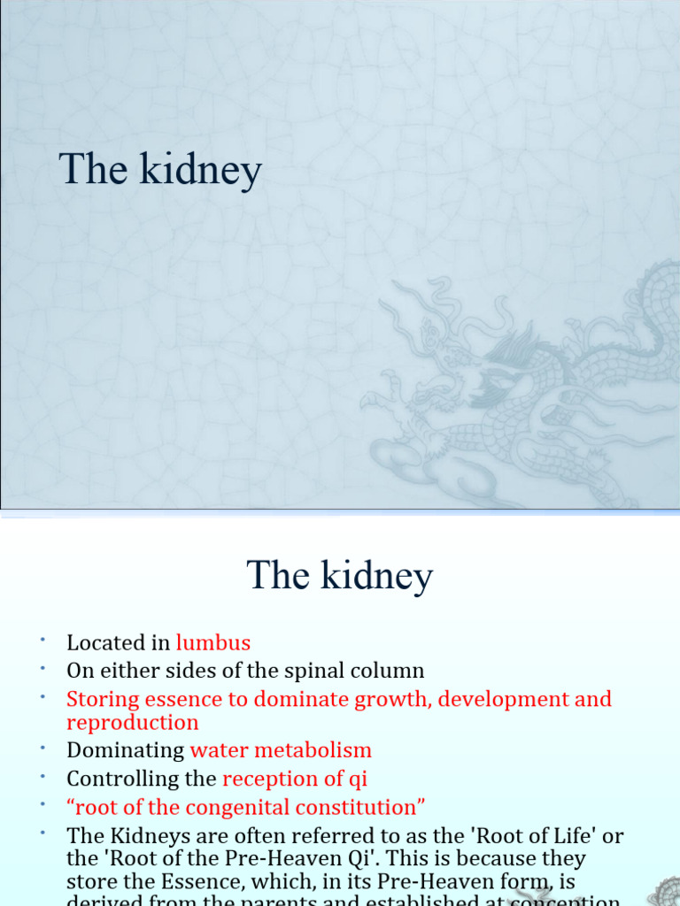 the kidney | PDF | Breathing | Yin And Yang