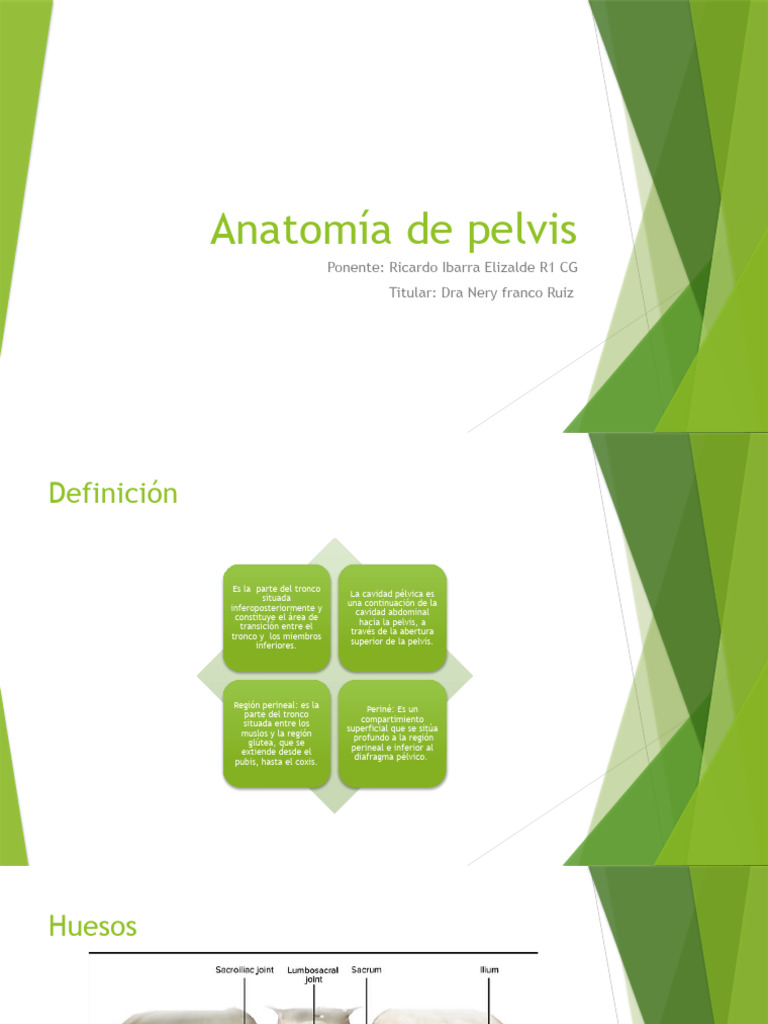 Anatomía De Pelvis Descargar Gratis Pdf útero Vagina