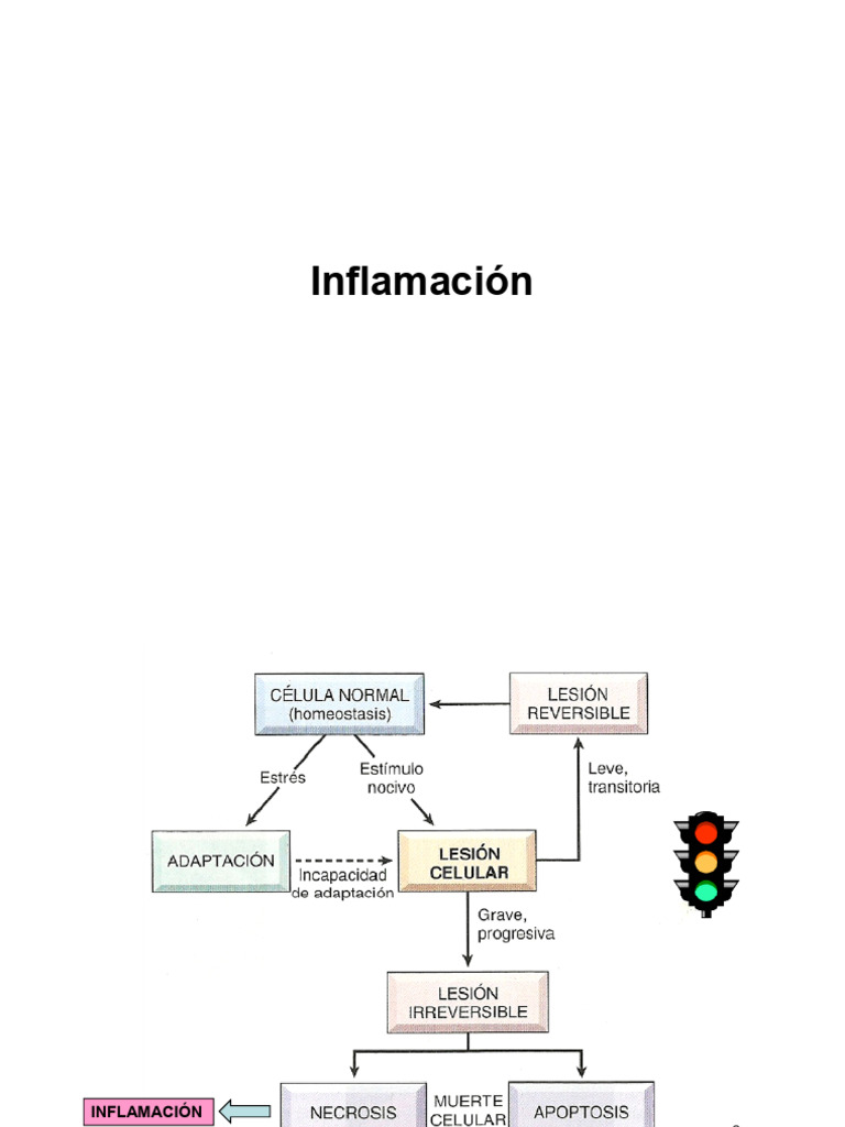 Proceso y Tipos de Inflamación | PDF | Inflamación | Cicatrización de ...