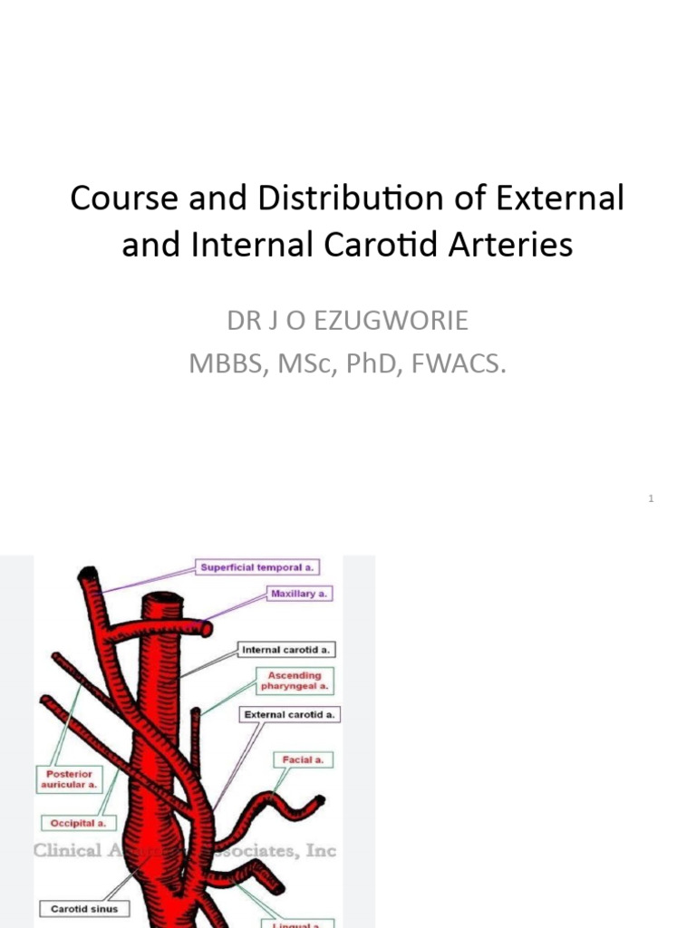 Course and Distribution of External and Internal Carotid | PDF | Common ...