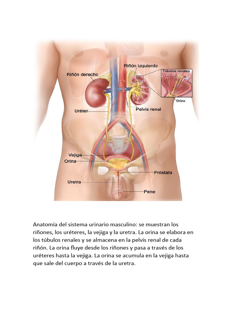 Anatomía Del Sistema Urinario | PDF | Sistema urinario | Riñón