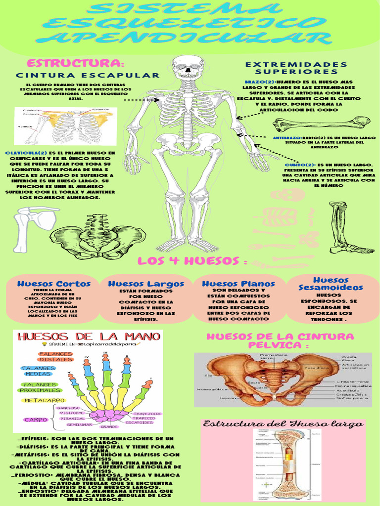 Sistema Esqueletico Apendicular | PDF | Hueso | Articulación