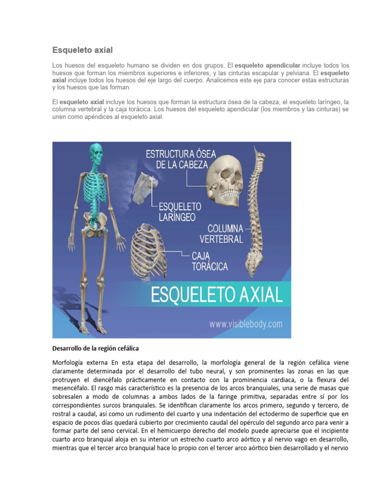 Esqueleto Axial | PDF | Cráneo | Vértebra