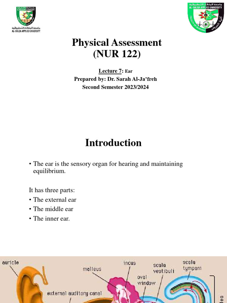 Lect 7. Ear | PDF | Ear | Hearing